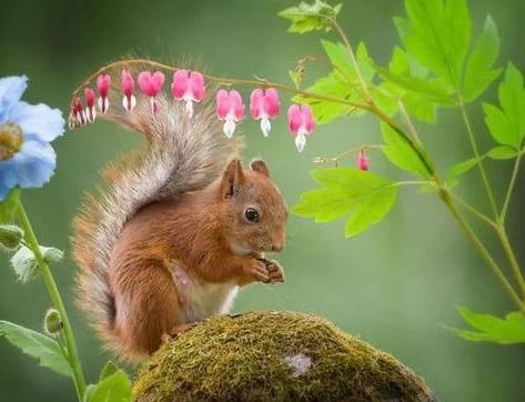 Red Squirrel & Flowers – Diamond Painting Bliss